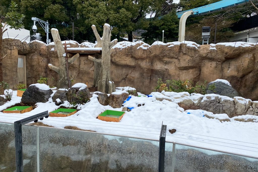 出張！毎日パンダ＃2272月7日（水）雪降る日にパンダは | web太陽 ― webtaiyo