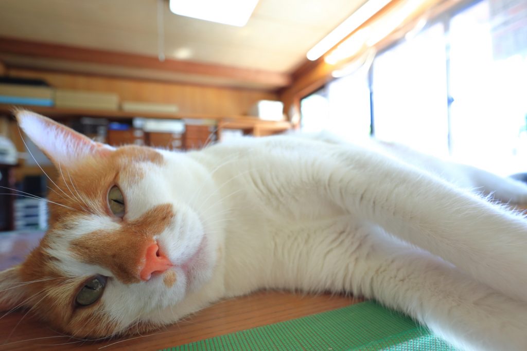 「名誉宮司に会いに」伊勢神社│ゆかし日本、猫めぐり#52 | web太陽 ― webtaiyo