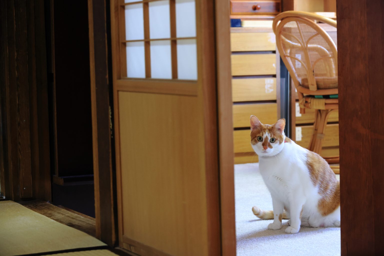 「名誉宮司に会いに」伊勢神社│ゆかし日本、猫めぐり#52 | web太陽 ― webtaiyo