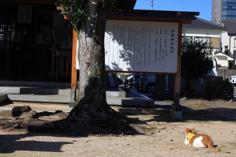 「名誉宮司に会いに」伊勢神社│ゆかし日本、猫めぐり#52 | web太陽 ― webtaiyo