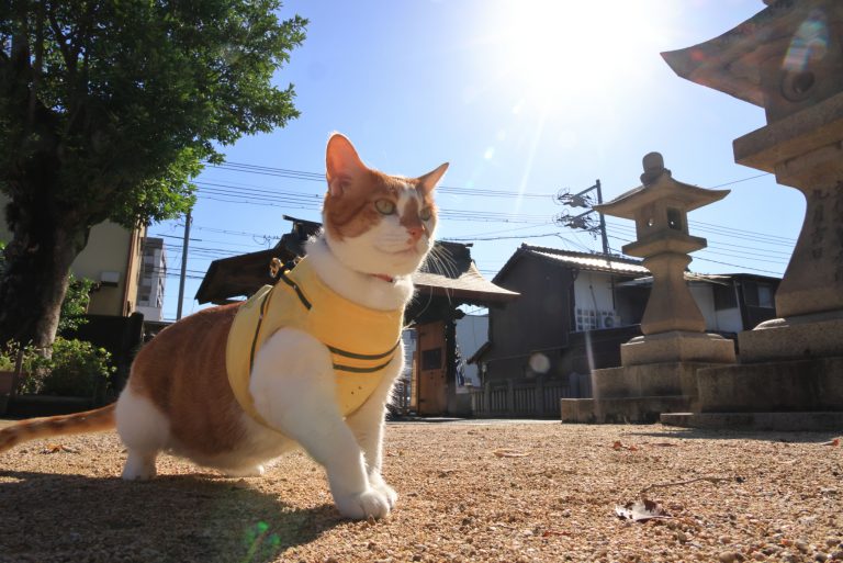 「名誉宮司に会いに」伊勢神社│ゆかし日本、猫めぐり#52 | web太陽 ― webtaiyo