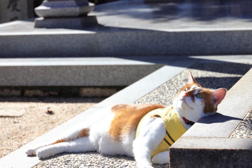 「名誉宮司に会いに」伊勢神社│ゆかし日本、猫めぐり#52 | web太陽 ― webtaiyo