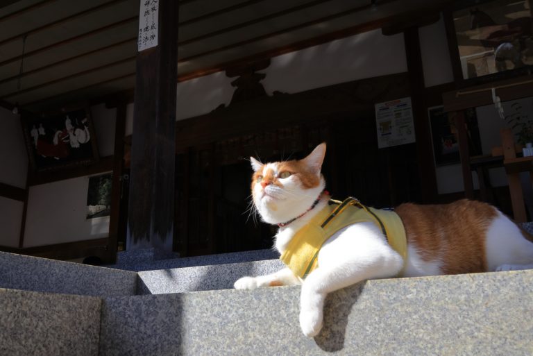 「名誉宮司に会いに」伊勢神社│ゆかし日本、猫めぐり#52 | web太陽 ― webtaiyo