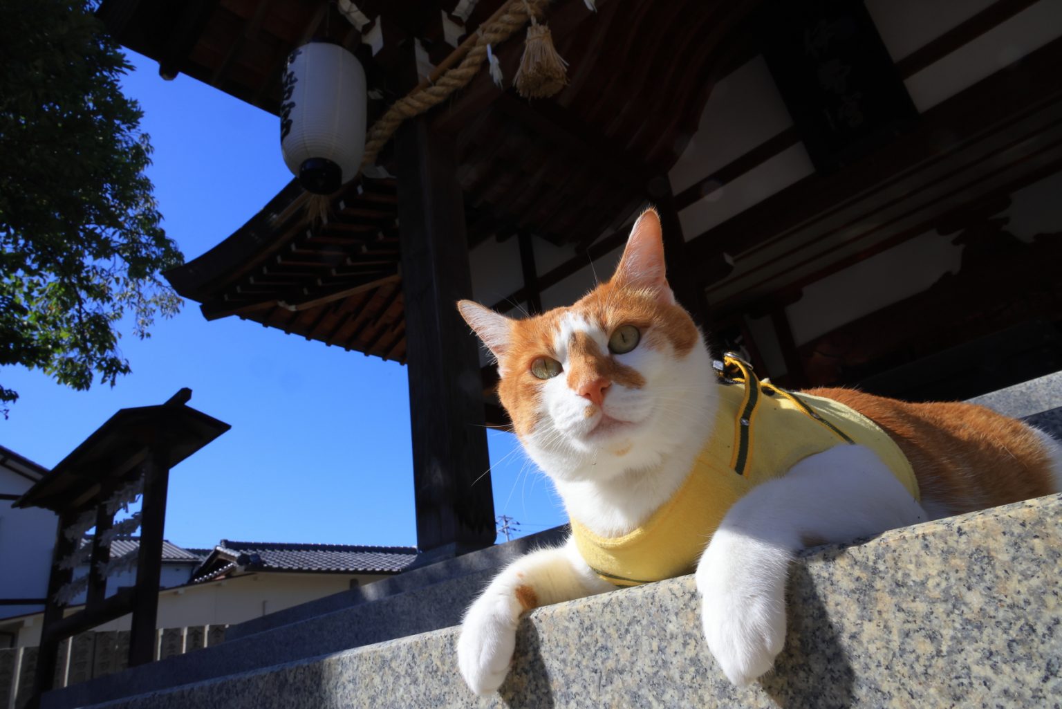 「名誉宮司に会いに」伊勢神社│ゆかし日本、猫めぐり#52 | web太陽 ― webtaiyo