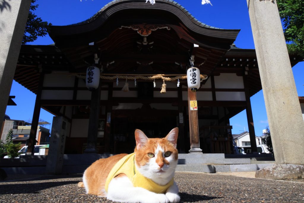 「名誉宮司に会いに」伊勢神社│ゆかし日本、猫めぐり#52 | web太陽 ― webtaiyo