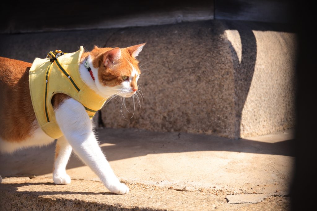 「名誉宮司に会いに」伊勢神社│ゆかし日本、猫めぐり#52 | web太陽 ― webtaiyo