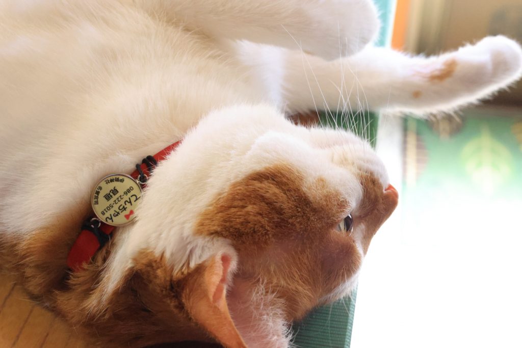 「名誉宮司に会いに」伊勢神社│ゆかし日本、猫めぐり#52 | web太陽 ― webtaiyo