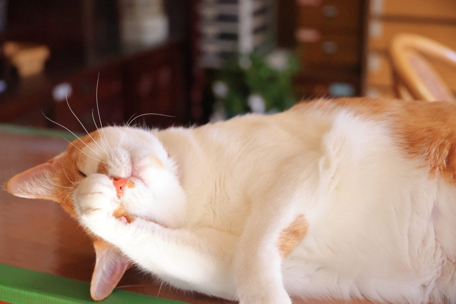 「名誉宮司に会いに」伊勢神社│ゆかし日本、猫めぐり#52 | web太陽 ― webtaiyo