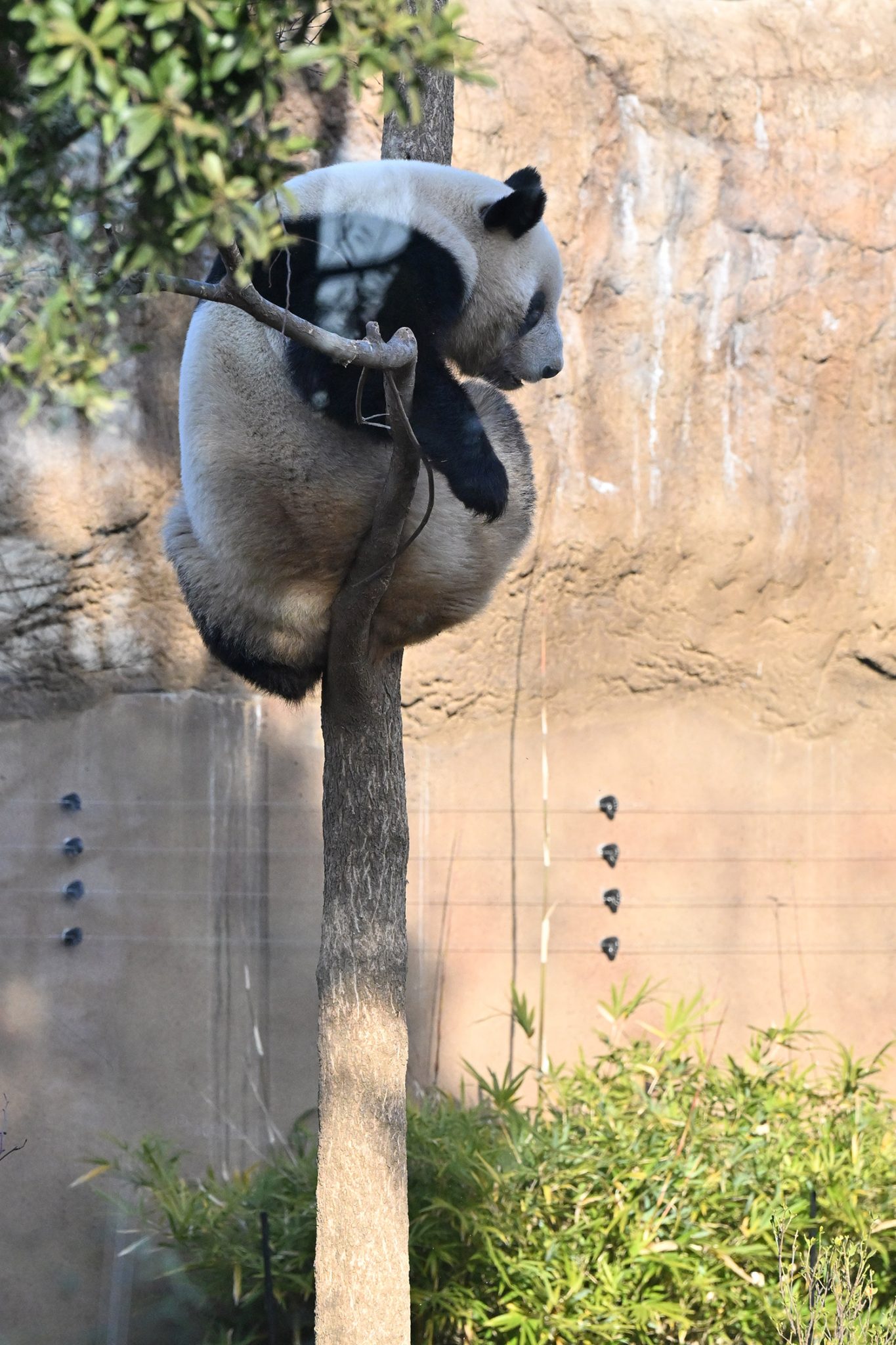 出張！毎日パンダ＃40612月27日（金曜日）ポリタンクに八つ当たりするレイレイ | web太陽 ― webtaiyo