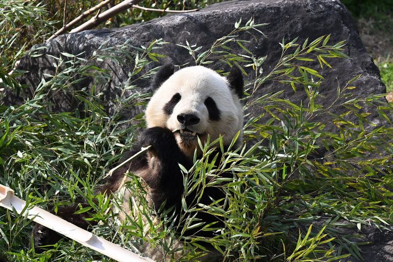 出張！毎日パンダ＃4583月26日（水曜日）笹の海をかき分けて | web太陽 ― webtaiyo
