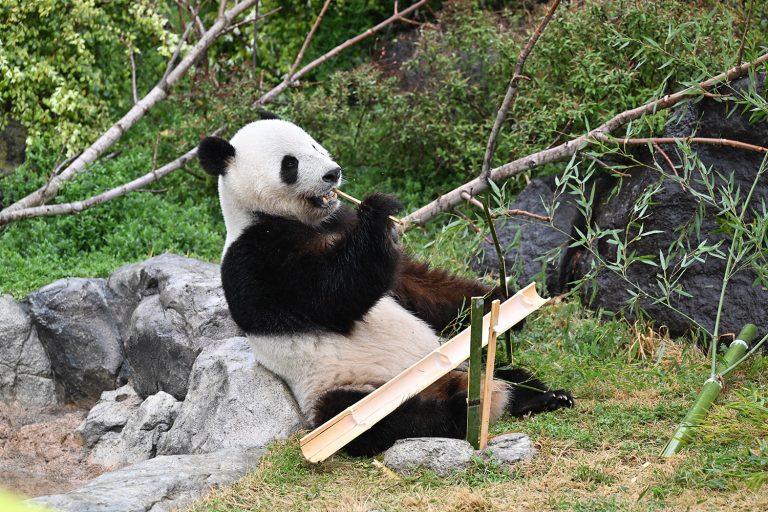 出張！毎日パンダ＃4654月4日（金曜日）雨の中のお散歩 | web太陽 ― webtaiyo