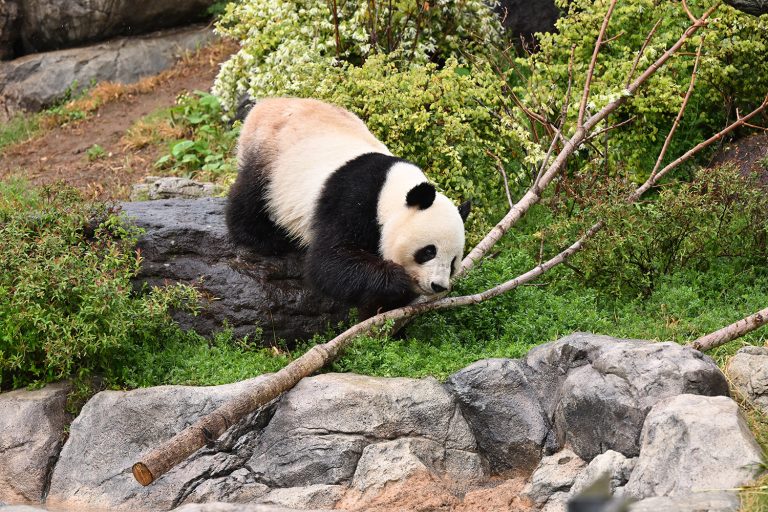 出張！毎日パンダ＃4654月4日（金曜日）雨の中のお散歩 | web太陽 ― webtaiyo