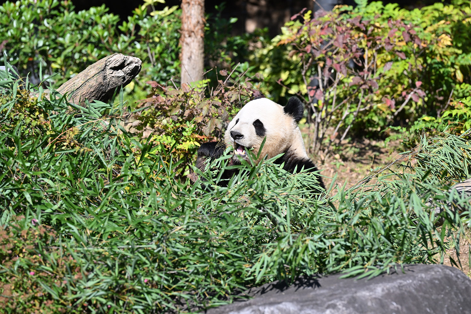 出張！毎日パンダ＃59111月21日（金曜日）お風呂の中でもむしゃむしゃ | web太陽 ― webtaiyo