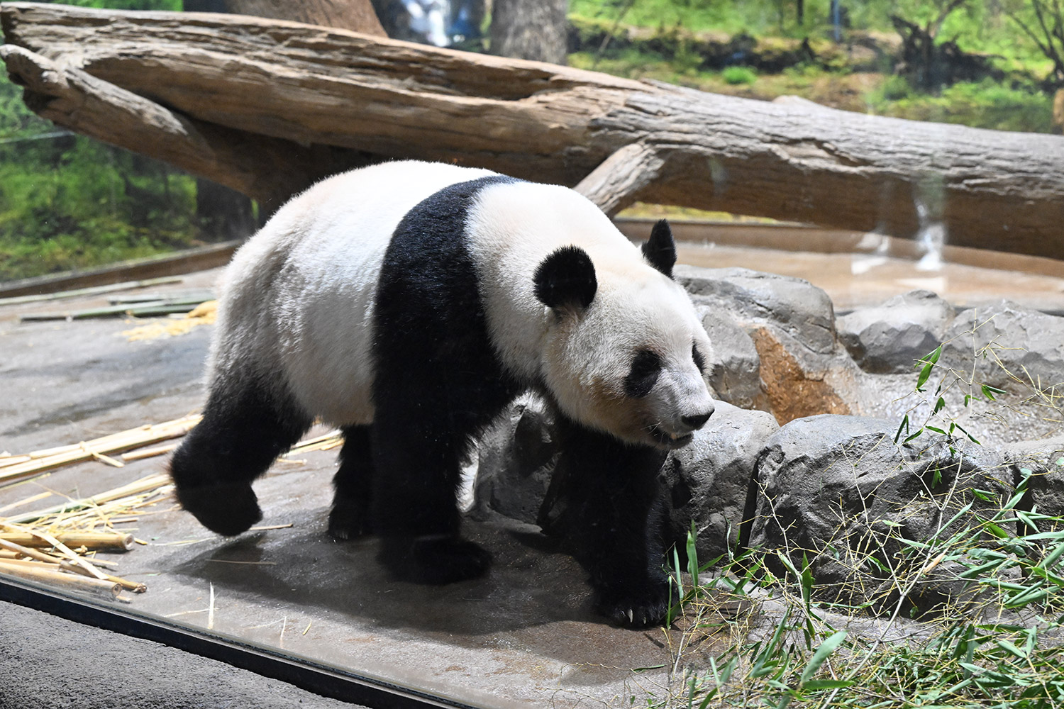 出張！毎日パンダ＃6201月15日（木曜日）今日から抽選制！ | web太陽 ― webtaiyo